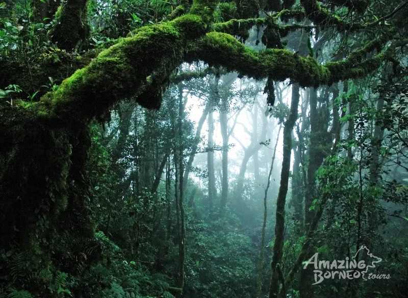 Top 10 Jungle Adventures in Borneo | Travelogue - Amazing Borneo Tours